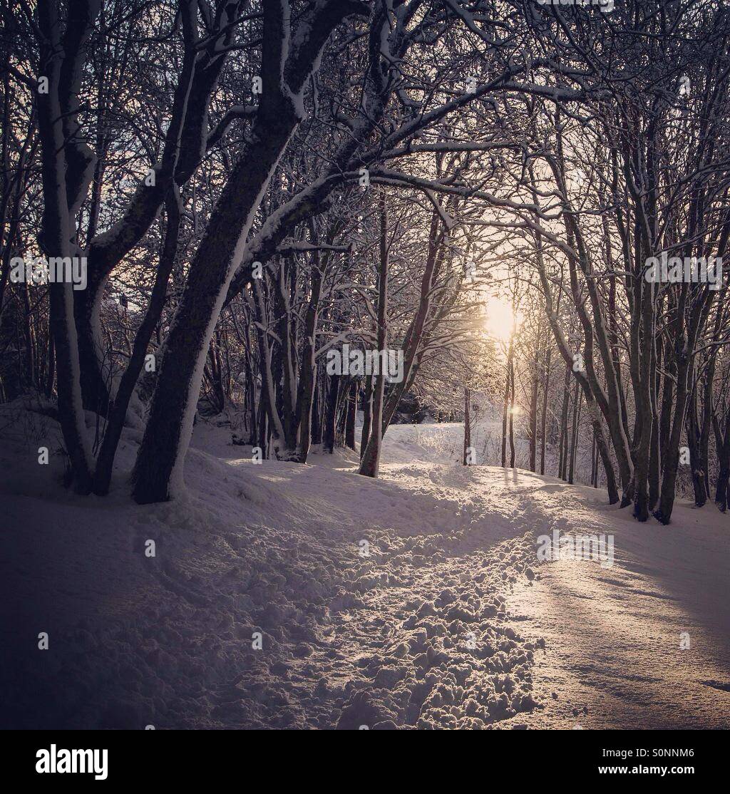 The Woods In The Winter