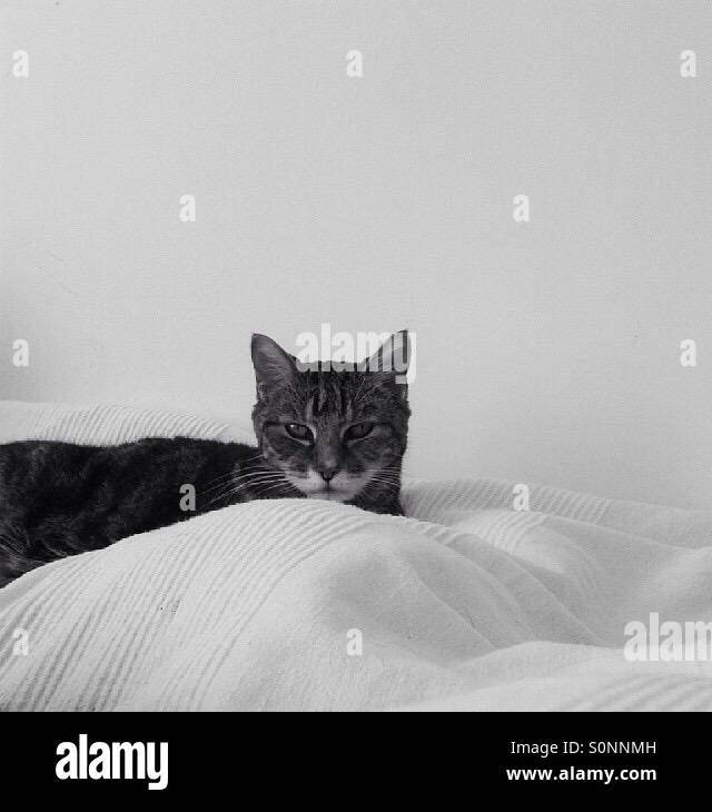 Simple cat hi-res stock photography and images - Alamy