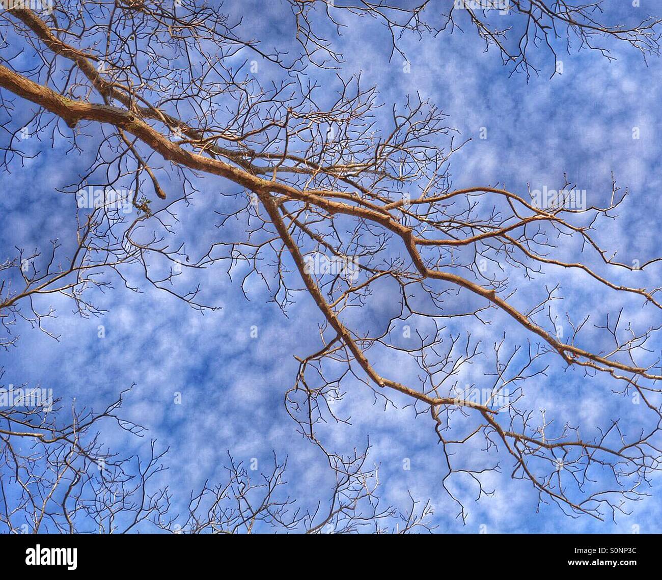 Limb of a tree hi-res stock photography and images - Alamy