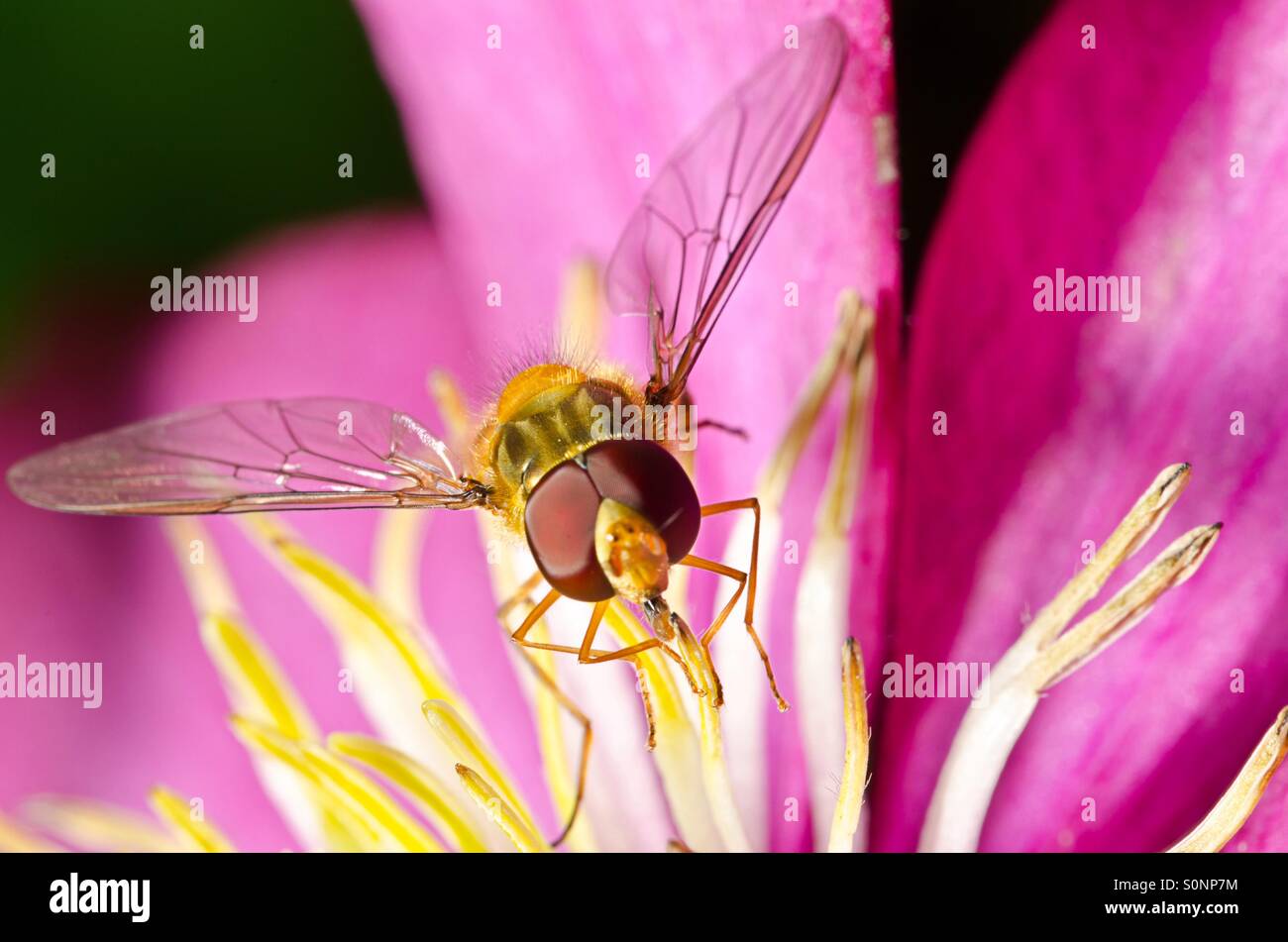 Hoover fly hi-res stock photography and images - Alamy