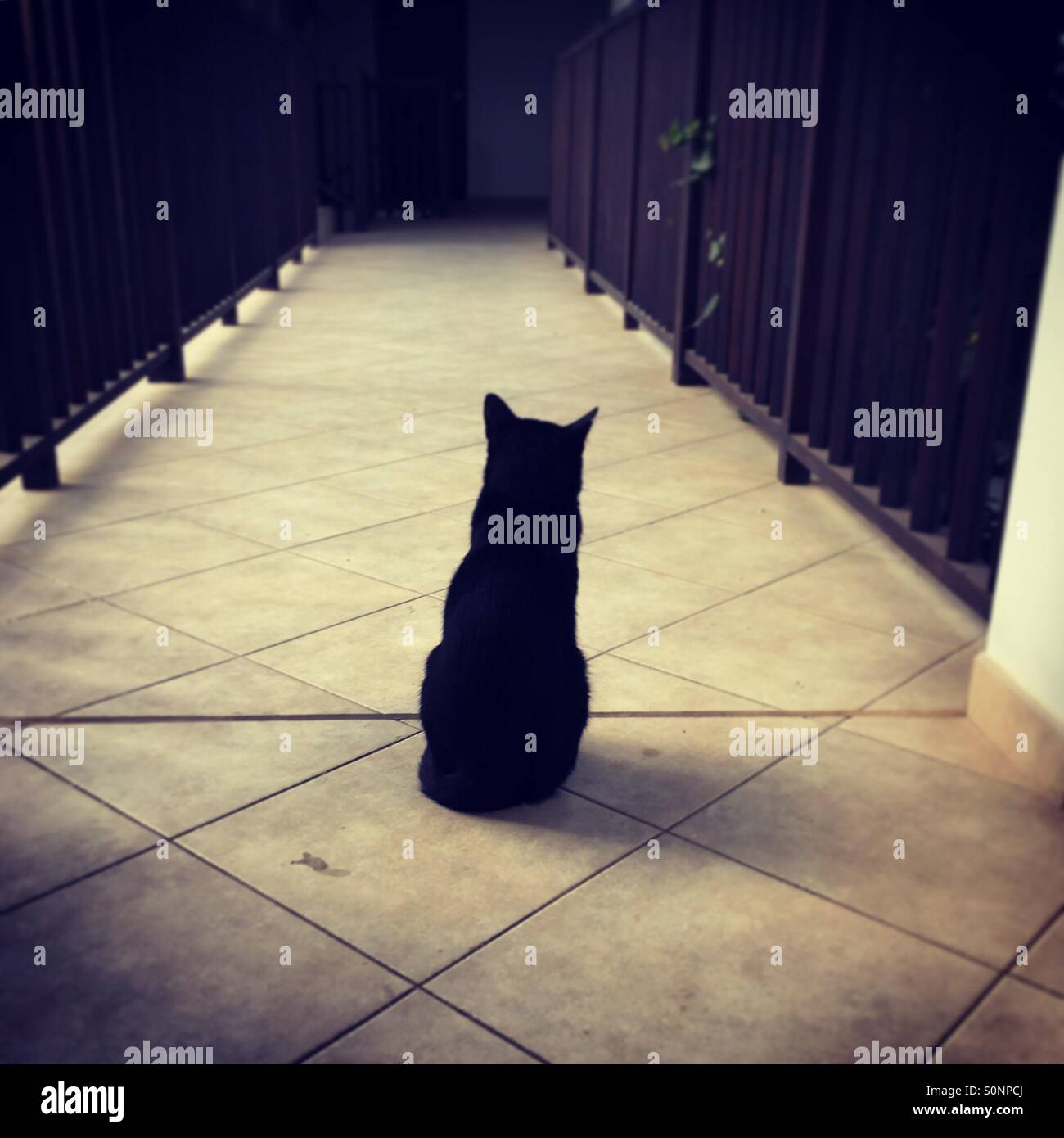 Black cat sitting contemplating hi-res stock photography and images - Alamy