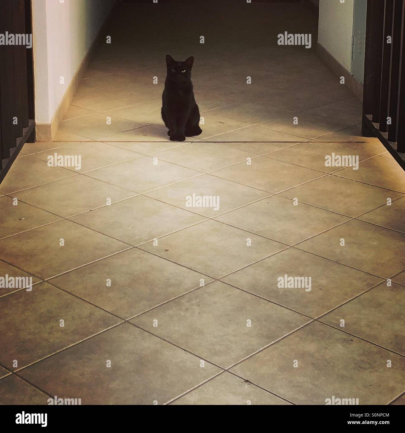 Black cat looking at the camera with green eyes looking ahead on paving ...