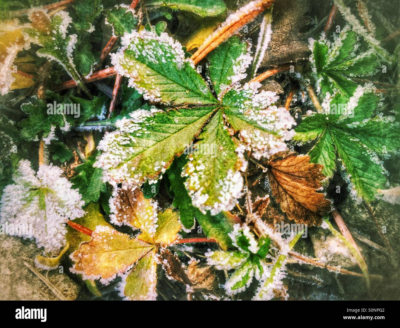 First frost of the season adorns small leaves Stock Photo - Alamy