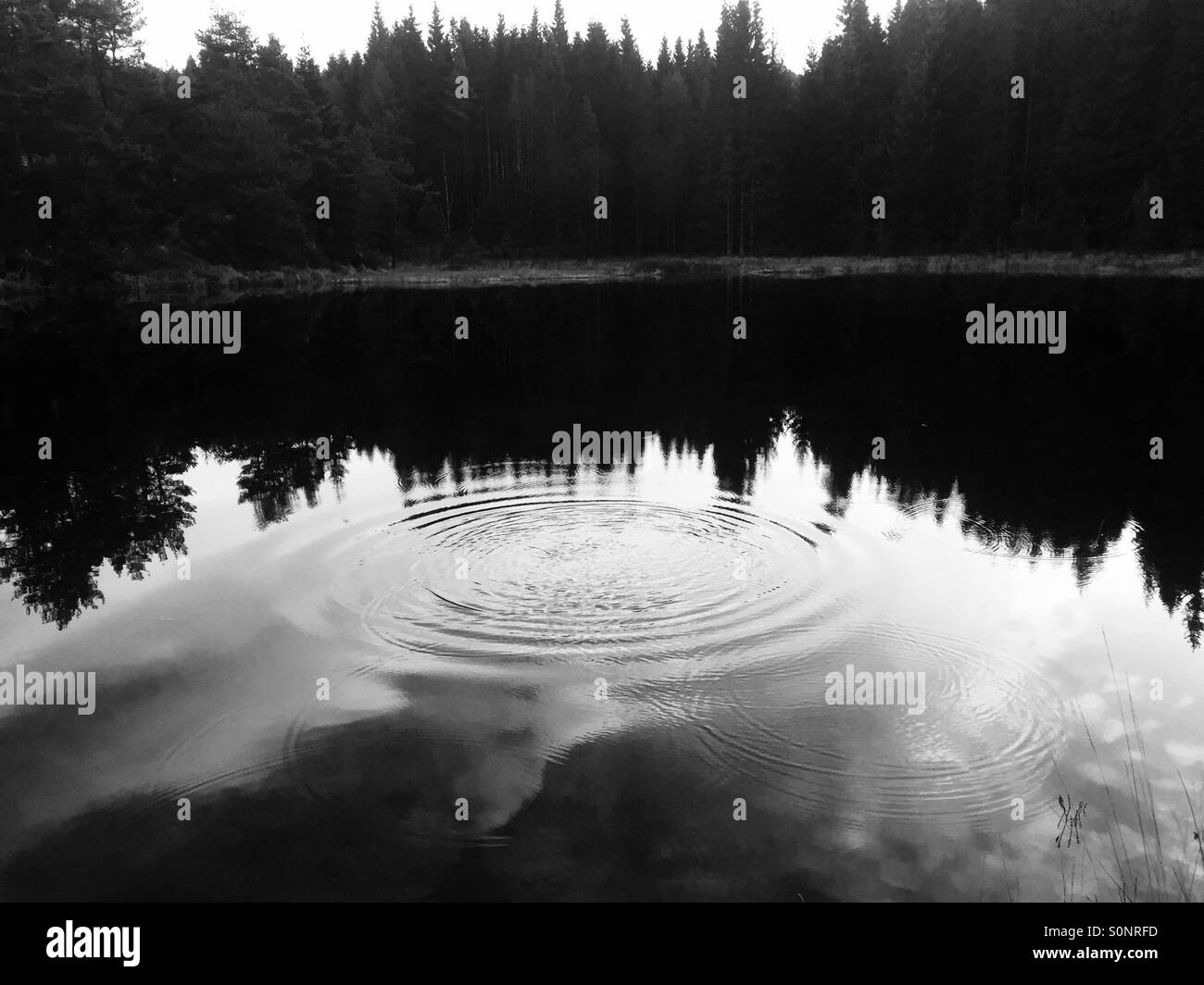 Ripples water trees hi-res stock photography and images - Alamy