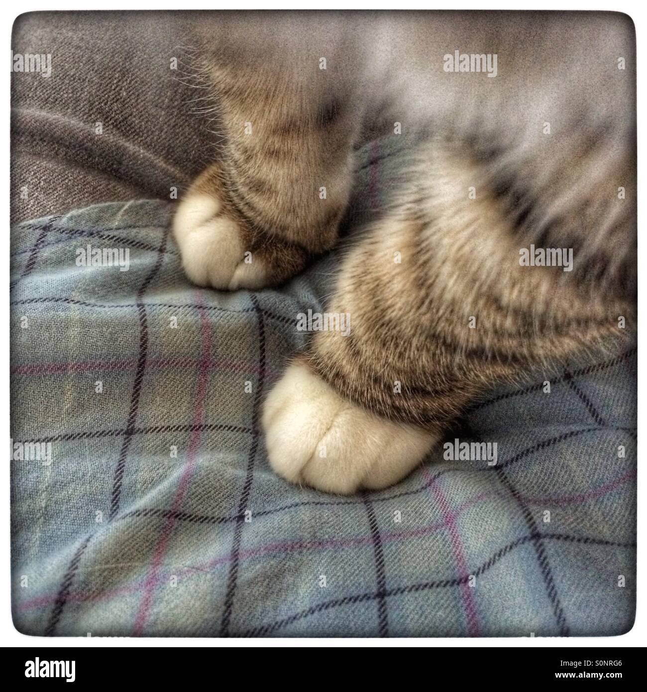 Cat's front paws Stock Photo - Alamy