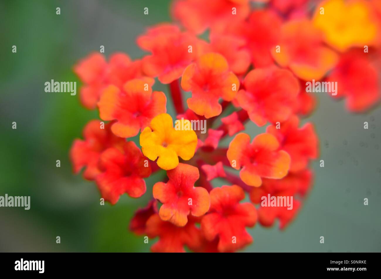 Ball of flowers Stock Photo - Alamy