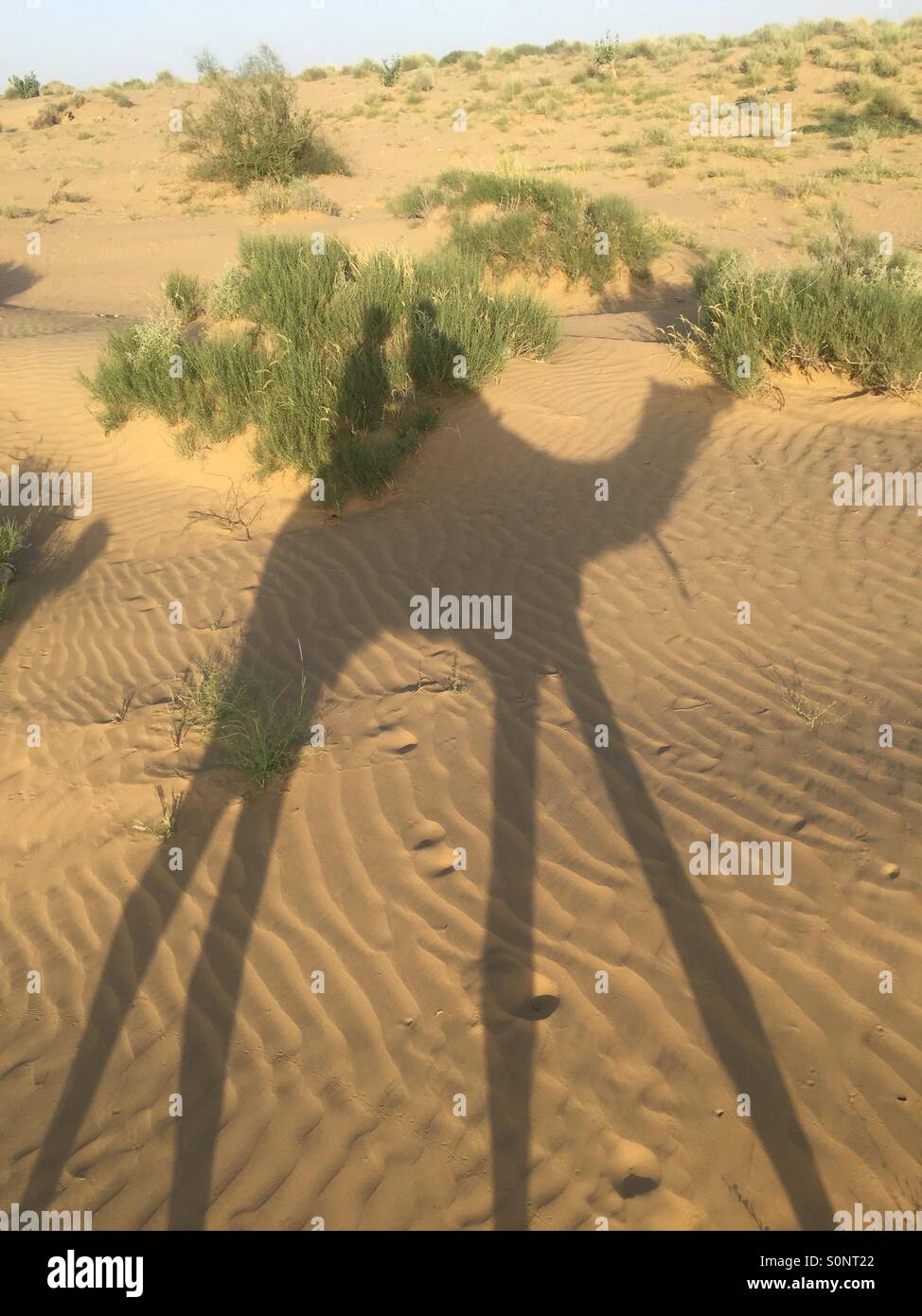 Camel shadow desert hi-res stock photography and images - Alamy