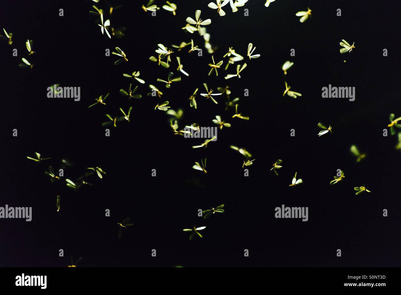 Barbados rain hi-res stock photography and images - Alamy