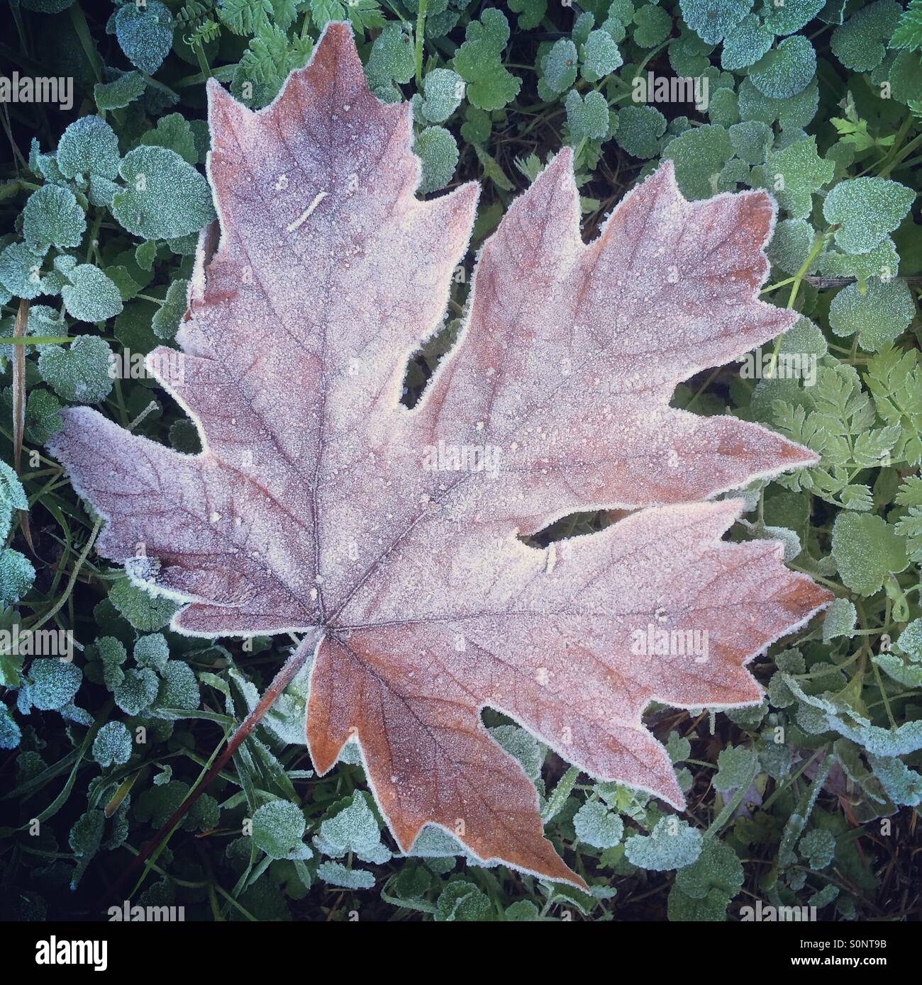 Bigleaf Maple, fallen leaf covered with frost in early morning ...