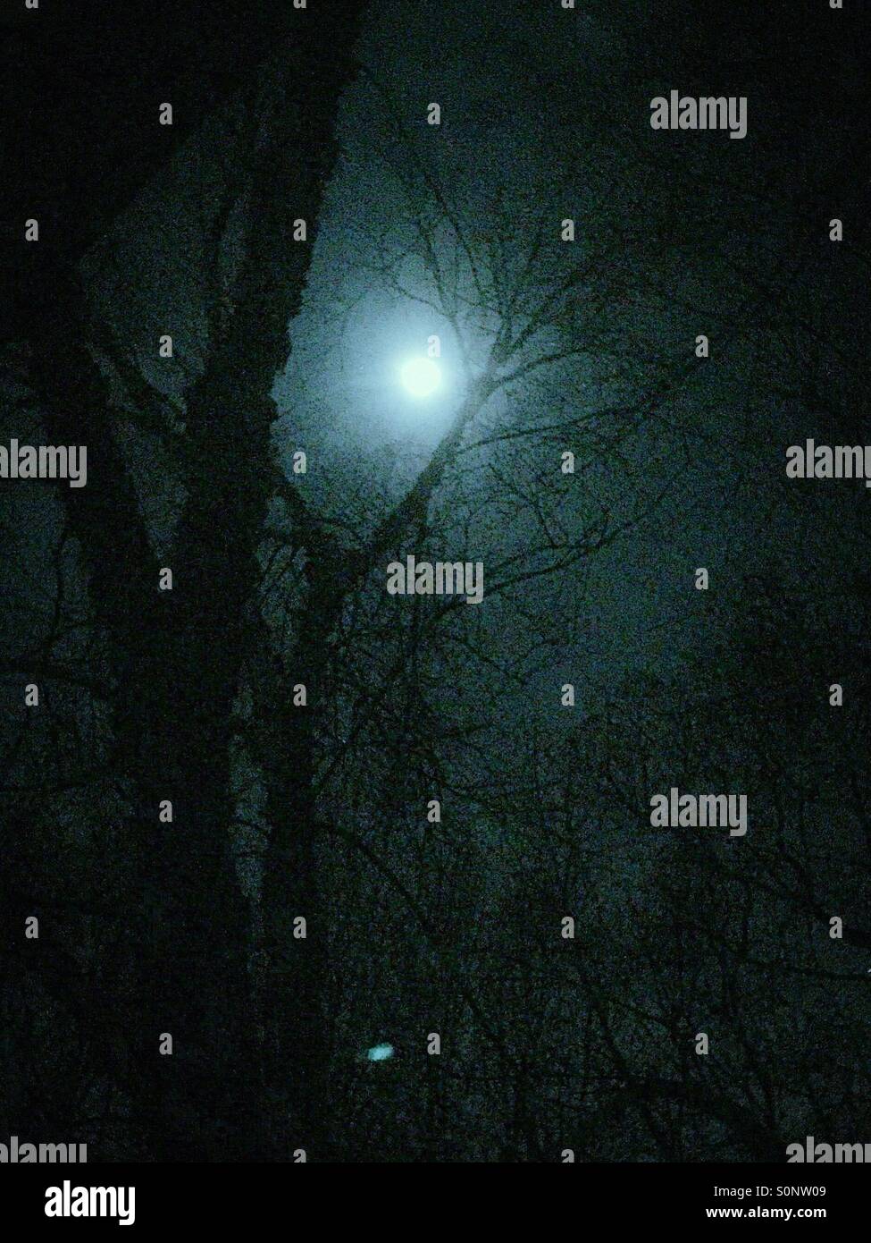 Mongoose Tree High Resolution Stock Photography and Images - Alamy