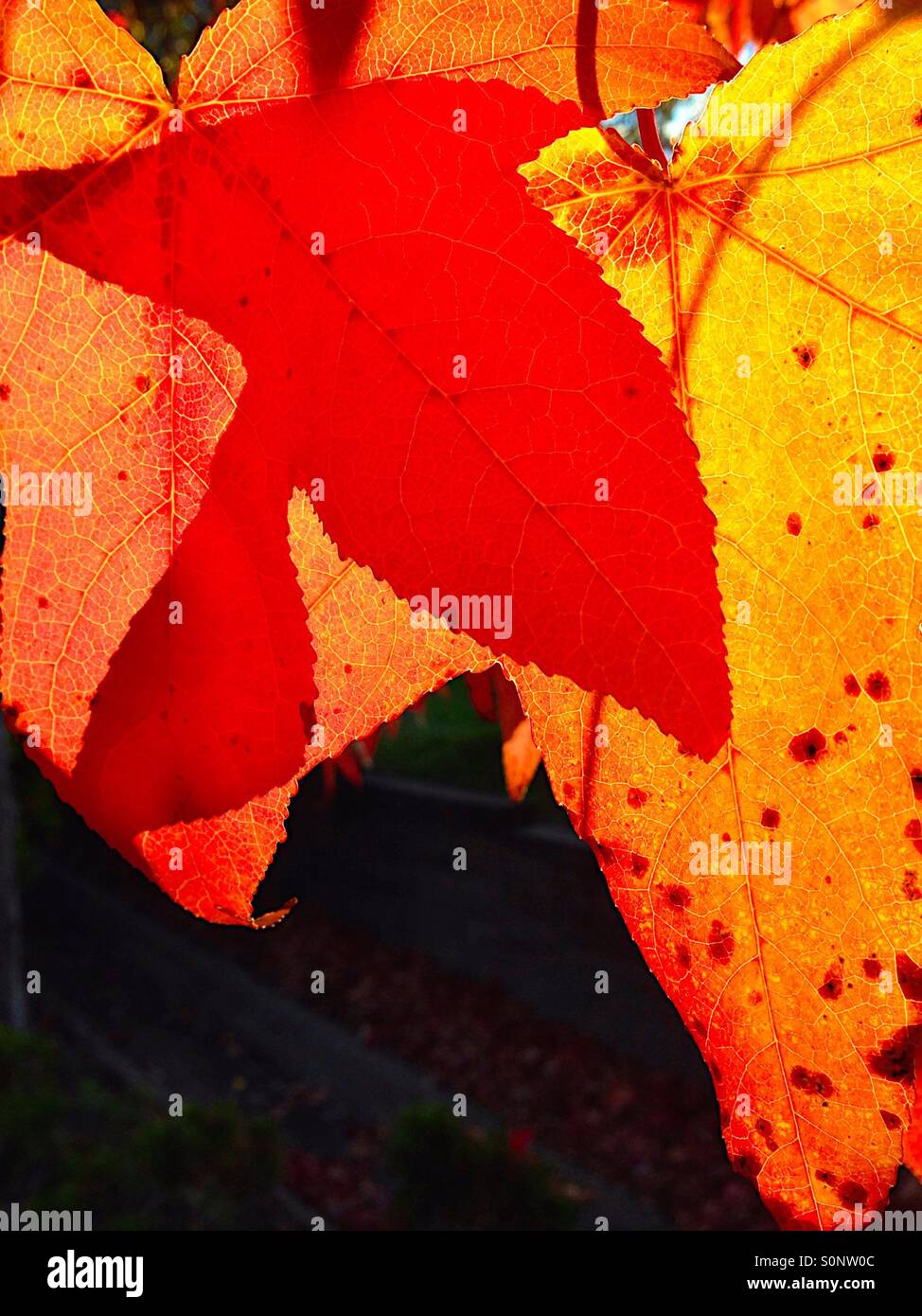 Backlit orange and red fall leaves Stock Photo - Alamy