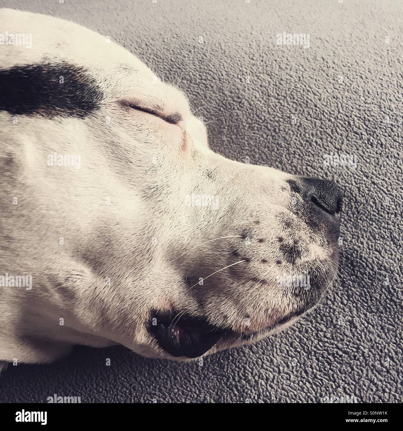Sleeping dogs head Stock Photo - Alamy