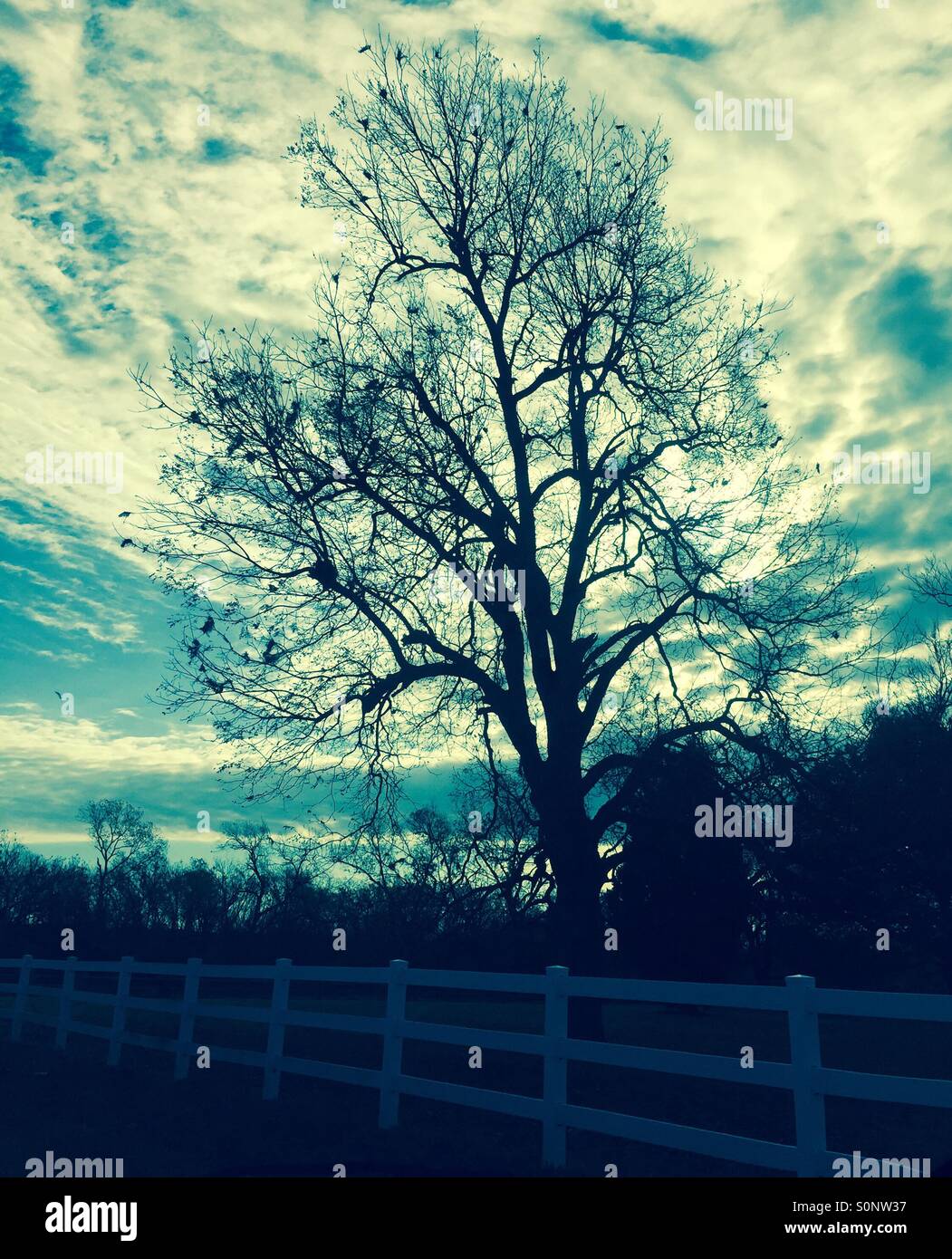 Barren tree hi-res stock photography and images - Alamy