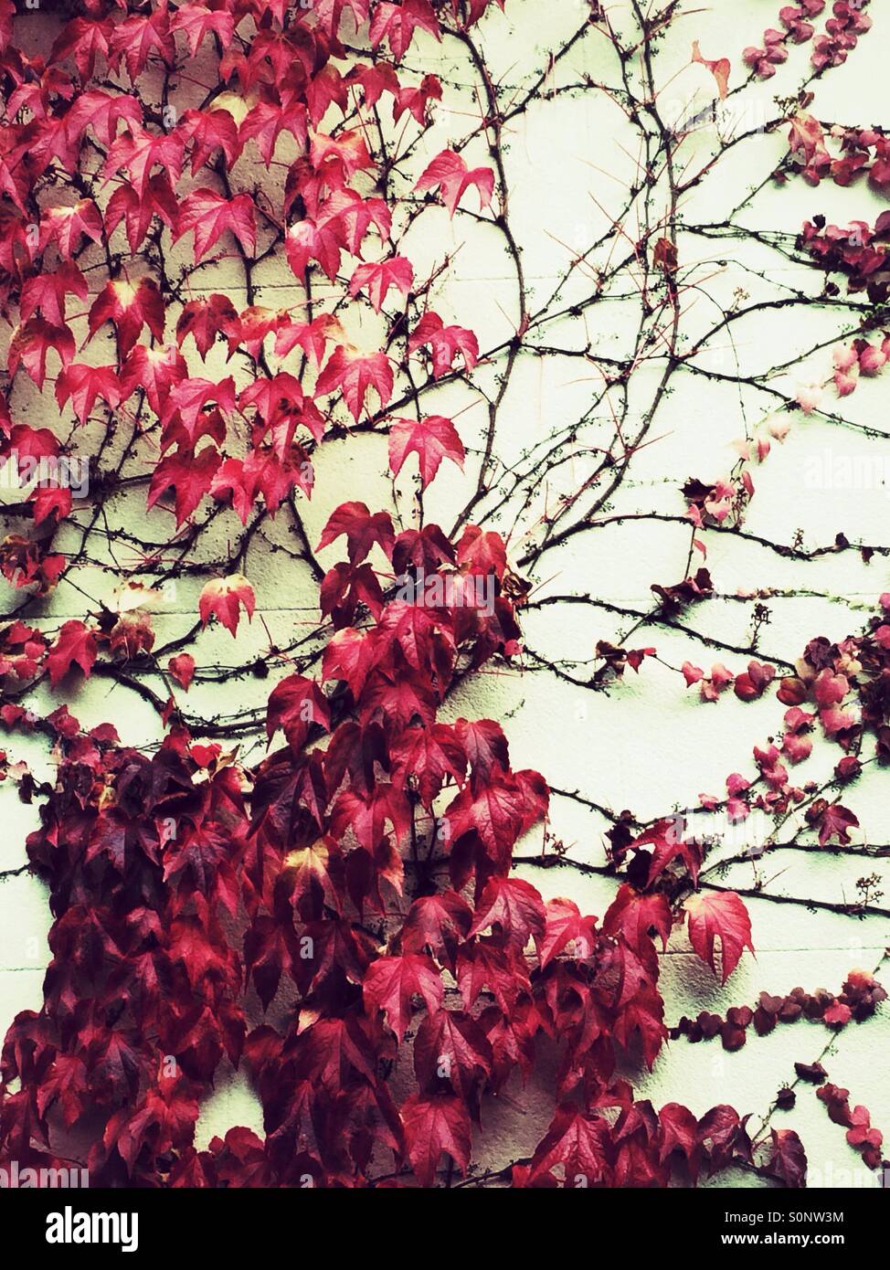 Red ivy leaves hi-res stock photography and images - Alamy