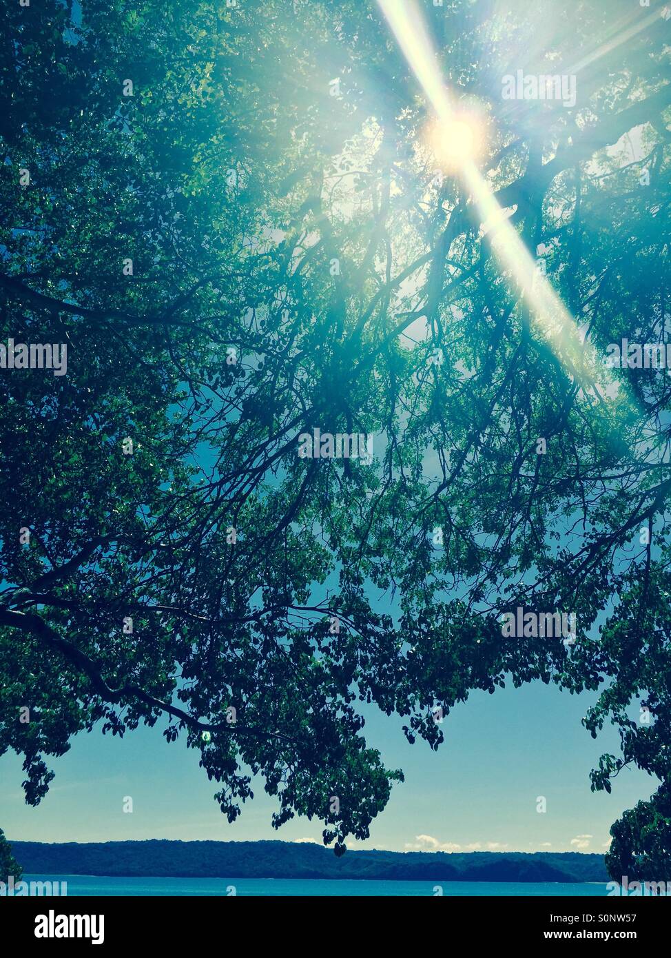 Sun rays shining through a tree at the beach Stock Photo - Alamy
