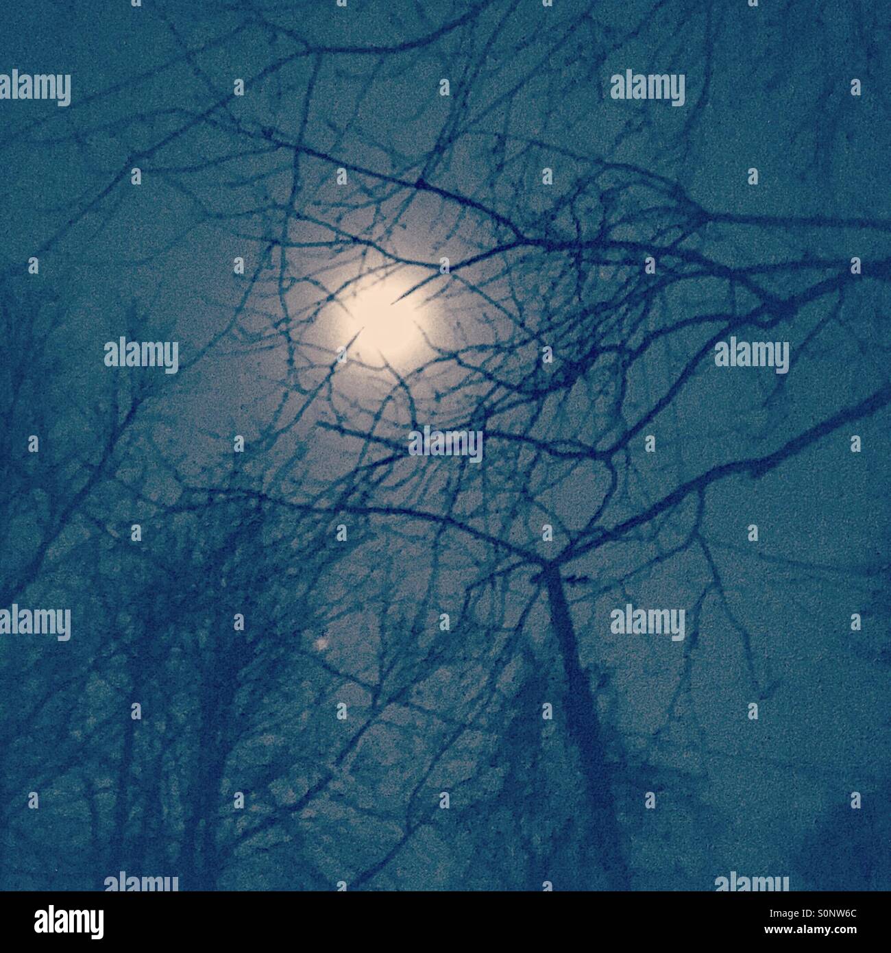 Moon shining through trees hi-res stock photography and images - Alamy
