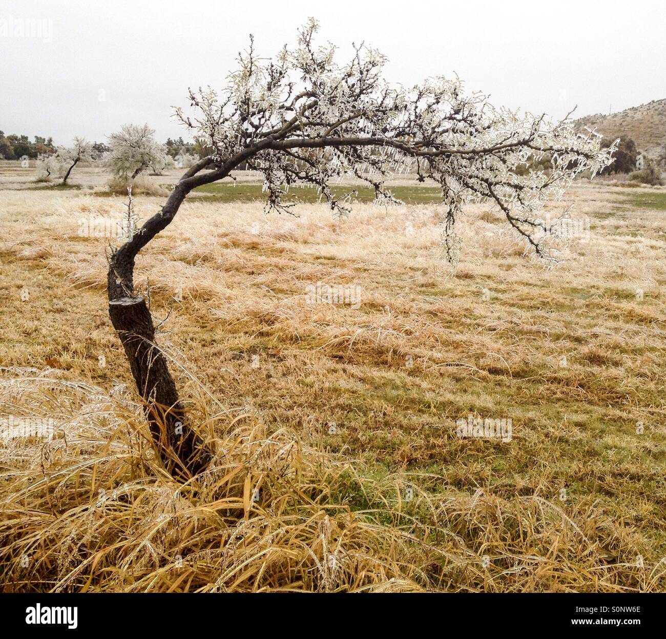 Tree cover hi-res stock photography and images - Alamy