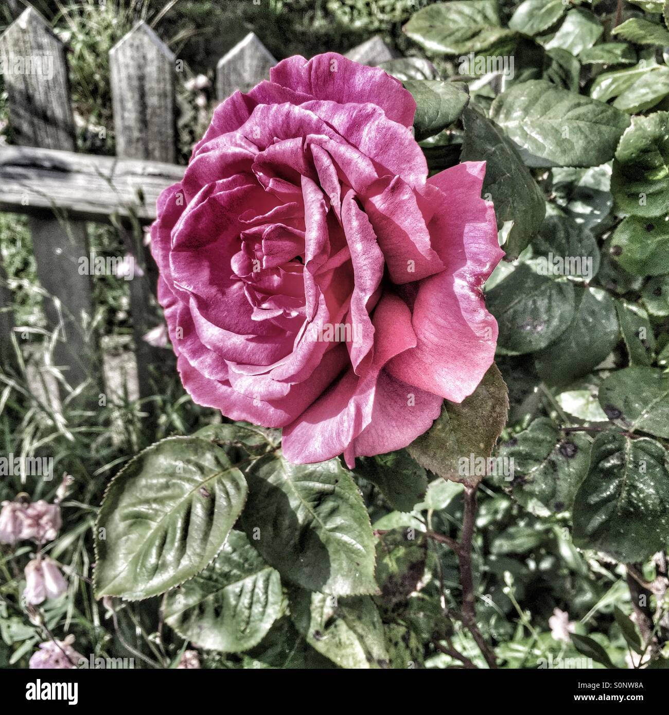 Old English rose beside a rustic fence in a country cottage garden ...
