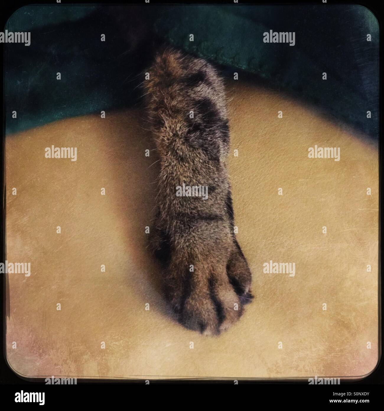 Hidden paw hi-res stock photography and images - Alamy
