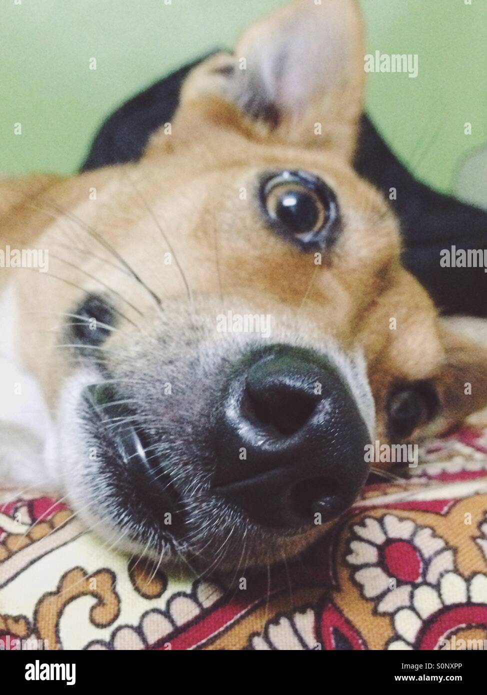 Black brown white dogs hi-res stock photography and images - Alamy