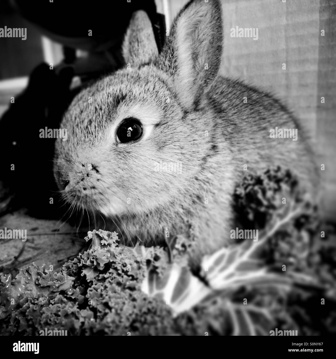 Baby rabbit eating kale Stock Photo - Alamy