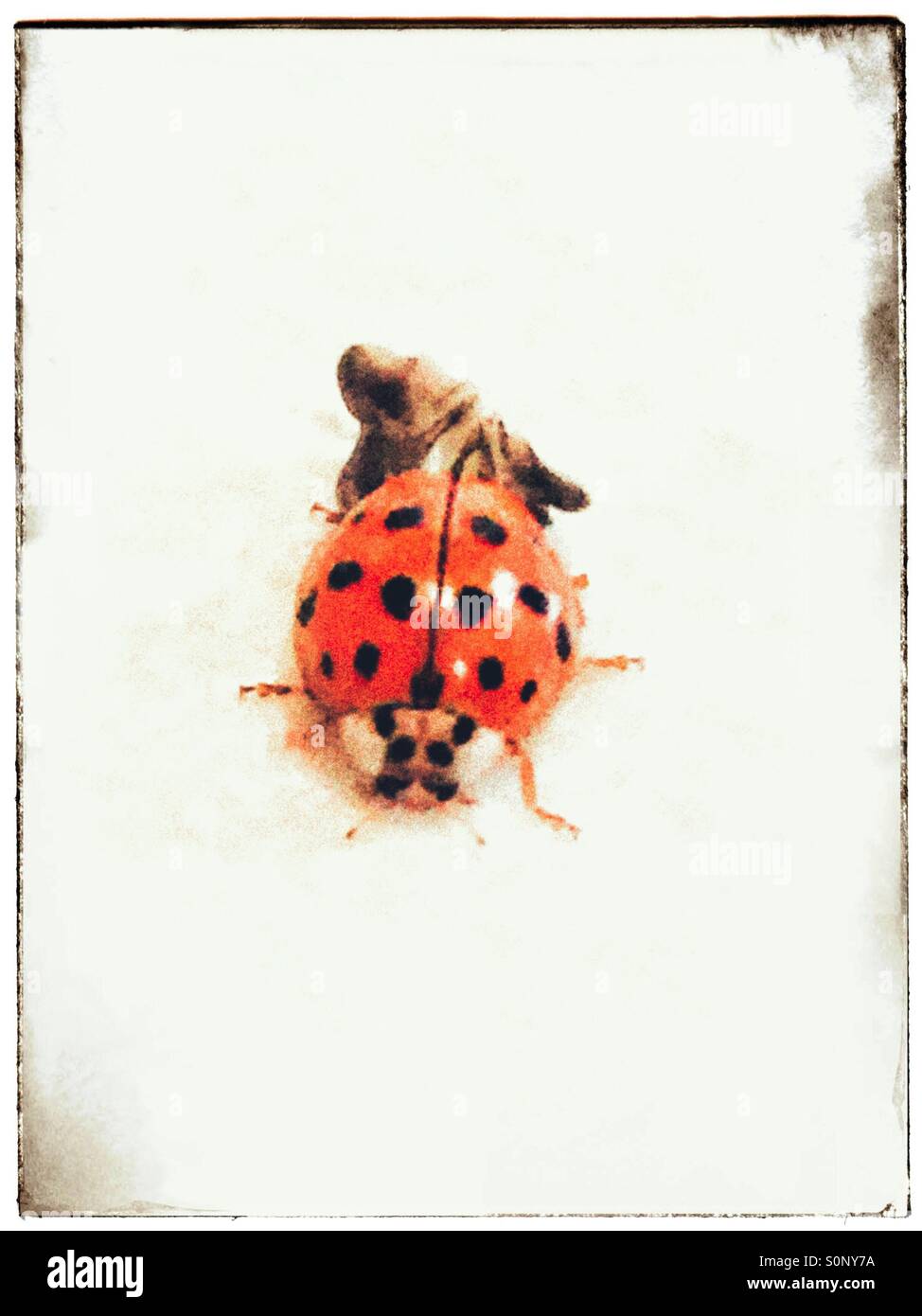 Asian lady beetle hi-res stock photography and images - Alamy