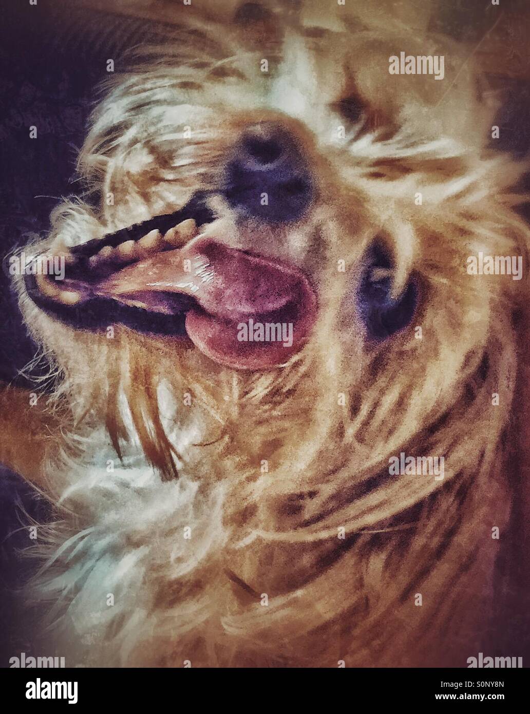 Dog snarl hi-res stock photography and images - Alamy