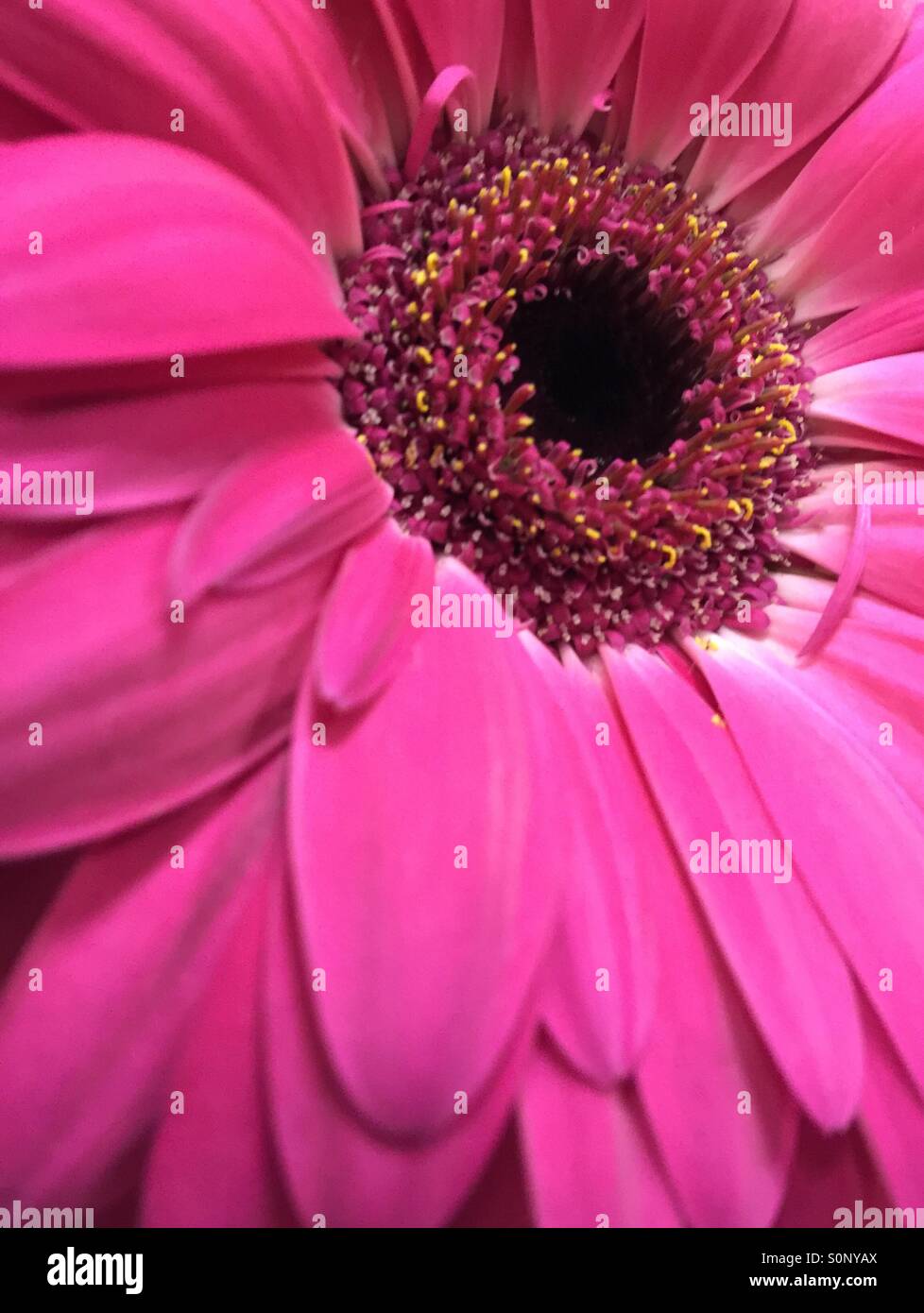Pink gerber daisy Stock Photo - Alamy