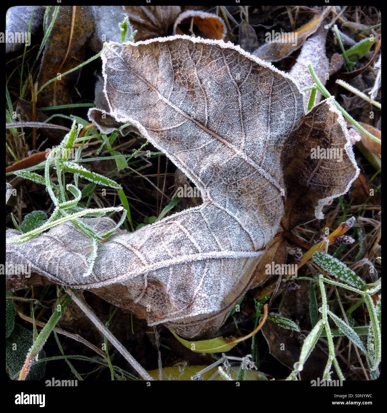 Frosted fig leaf, Catalonia, Spain Stock Photo - Alamy Frosted fig leaf, Catalonia, Spain Stock Photo - Alamy