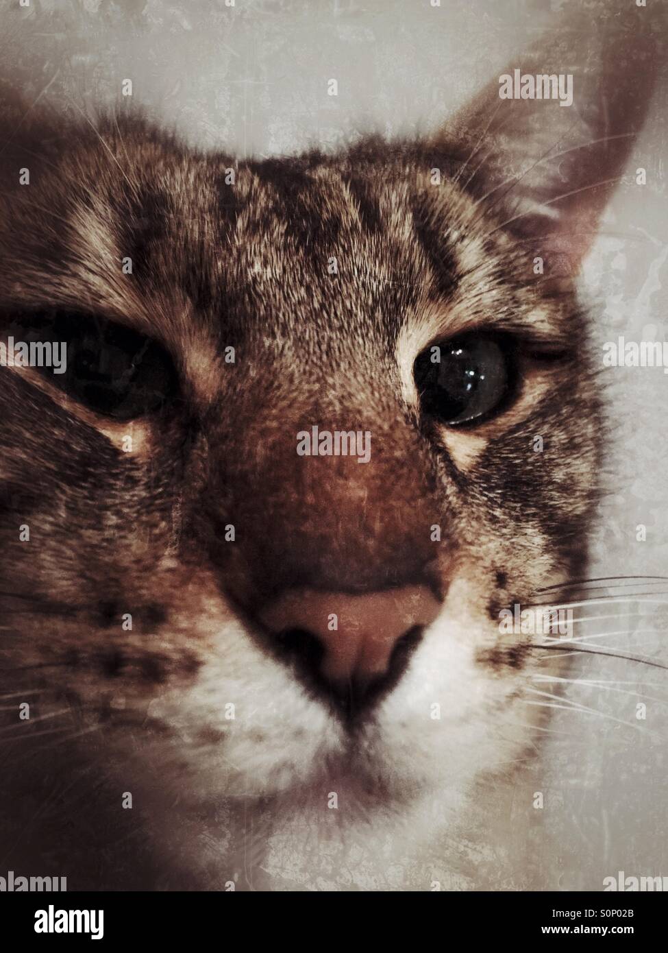 Close up of cats face Stock Photo - Alamy