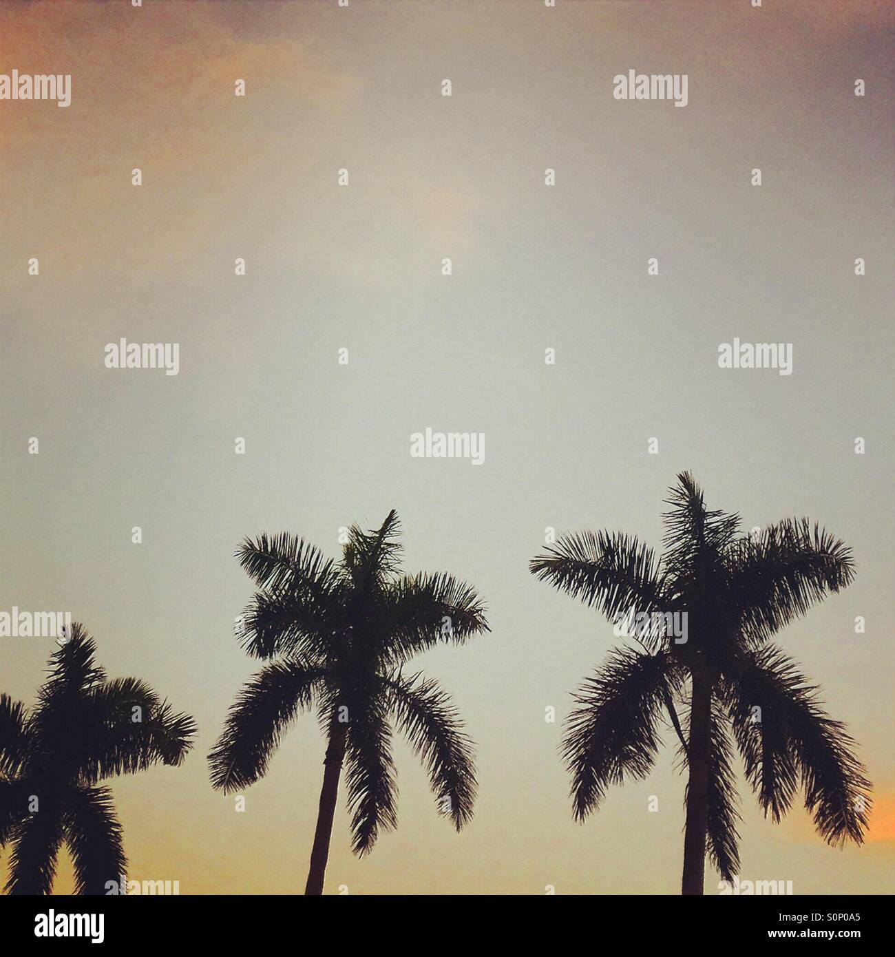 Three palm trees at sunset Stock Photo - Alamy