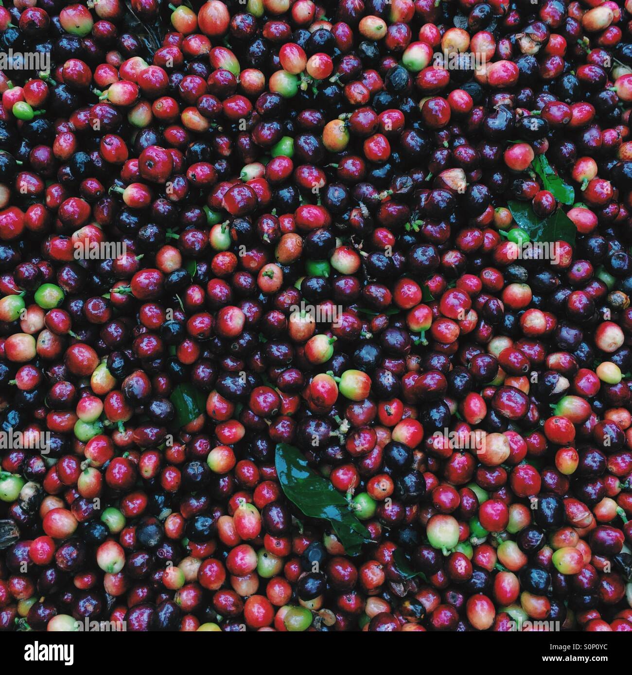 Coffee berries piled hi-res stock photography and images - Alamy