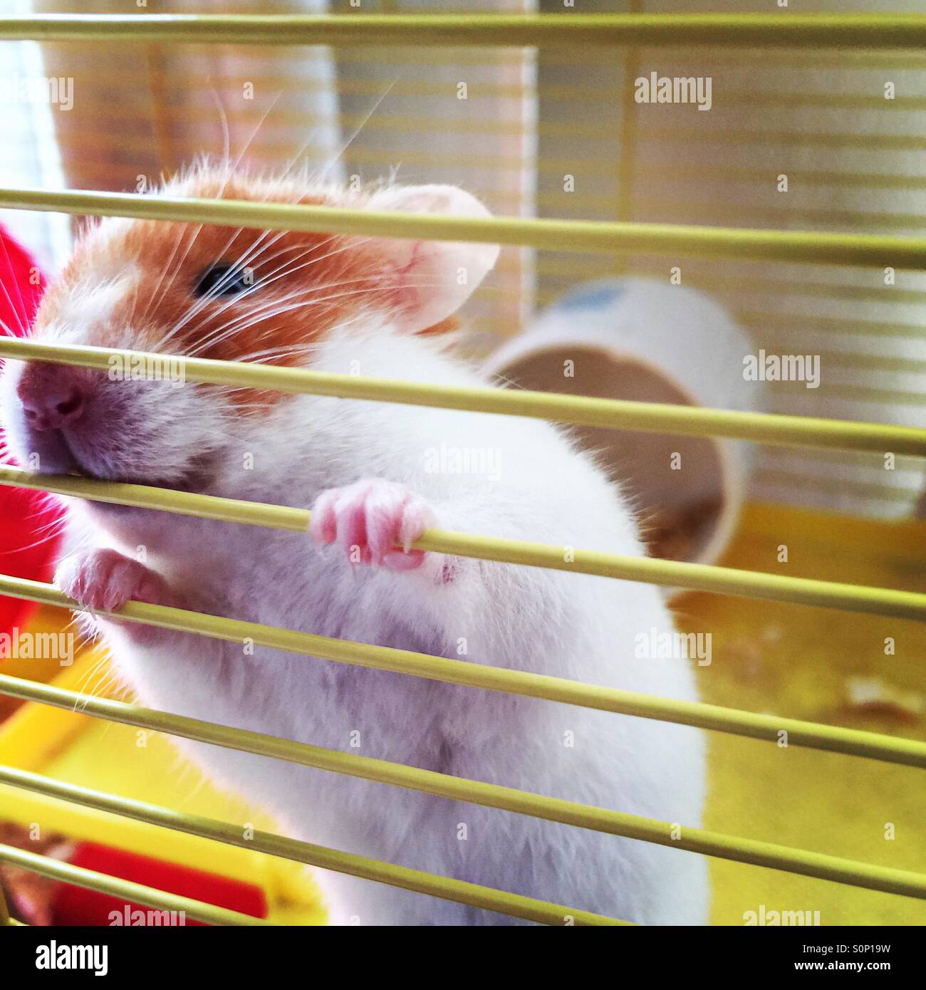 Nosy pet Syrian hamster at bars of cage Stock Photo - Alamy