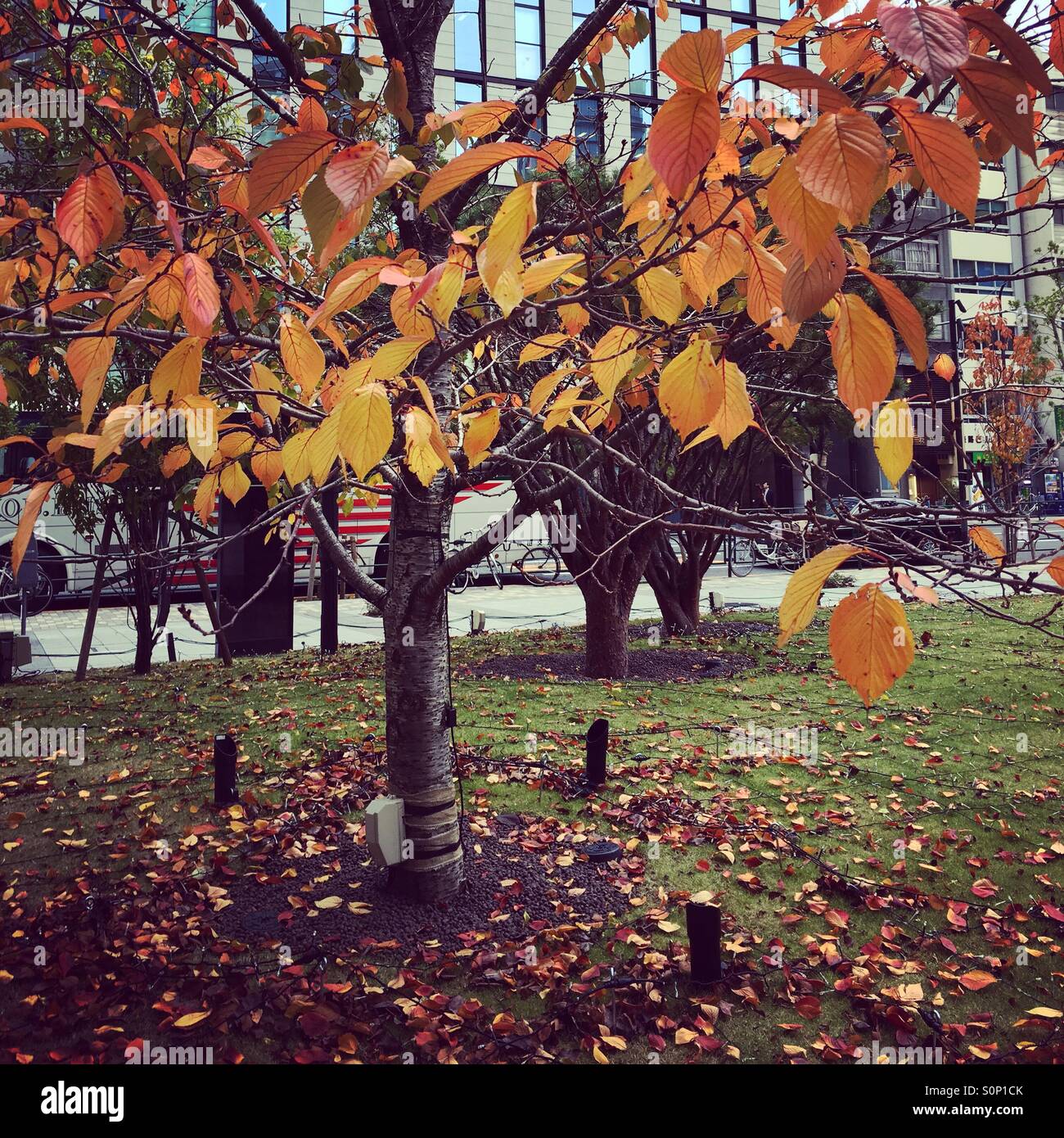 Almost autumn hi-res stock photography and images - Alamy