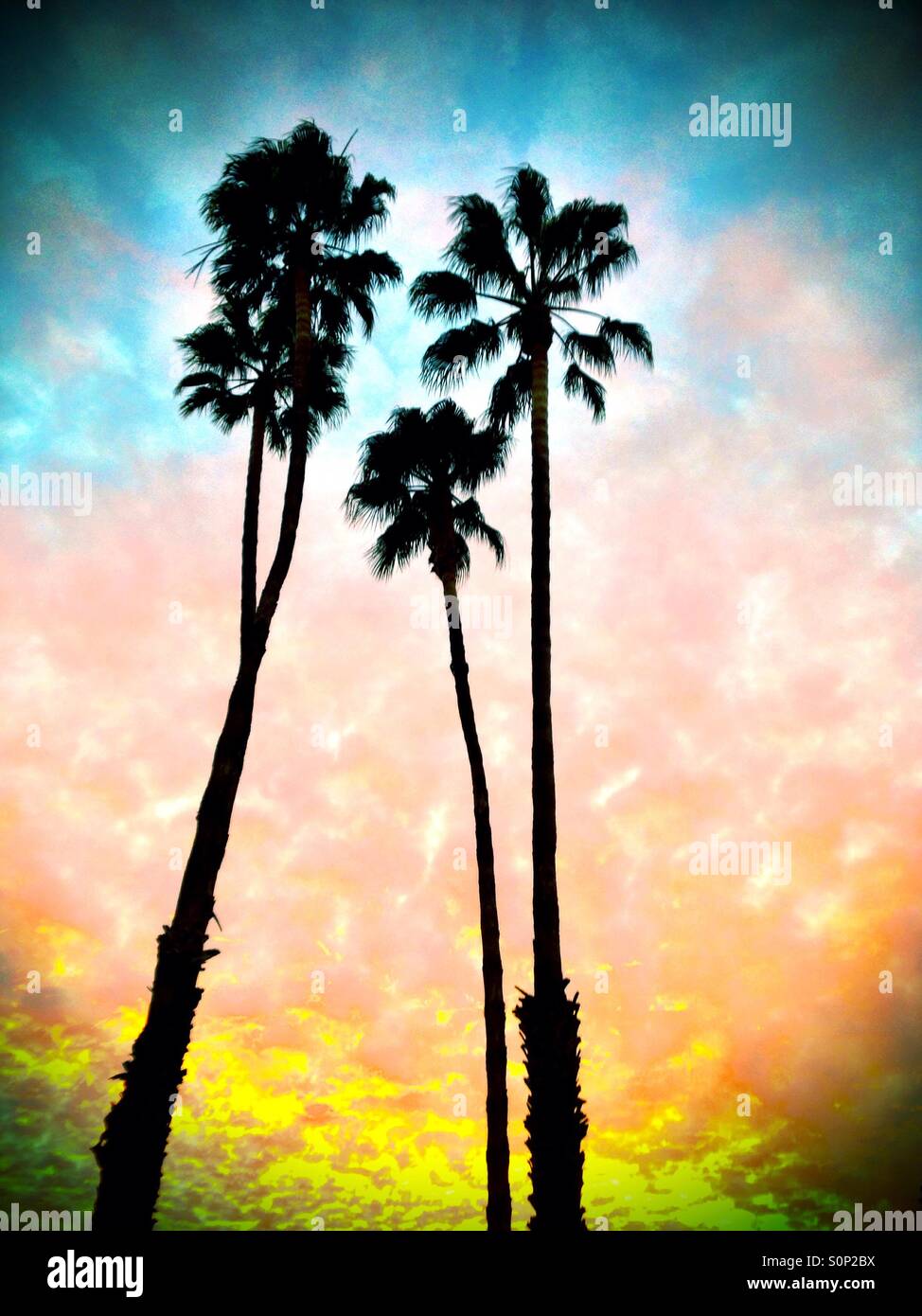Tropical sunset, with palm trees Stock Photo - Alamy