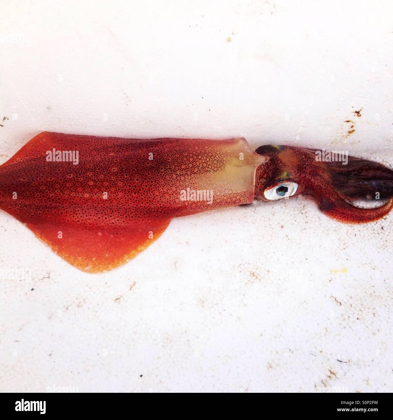 Calamari seafood hi-res stock photography and images - Alamy