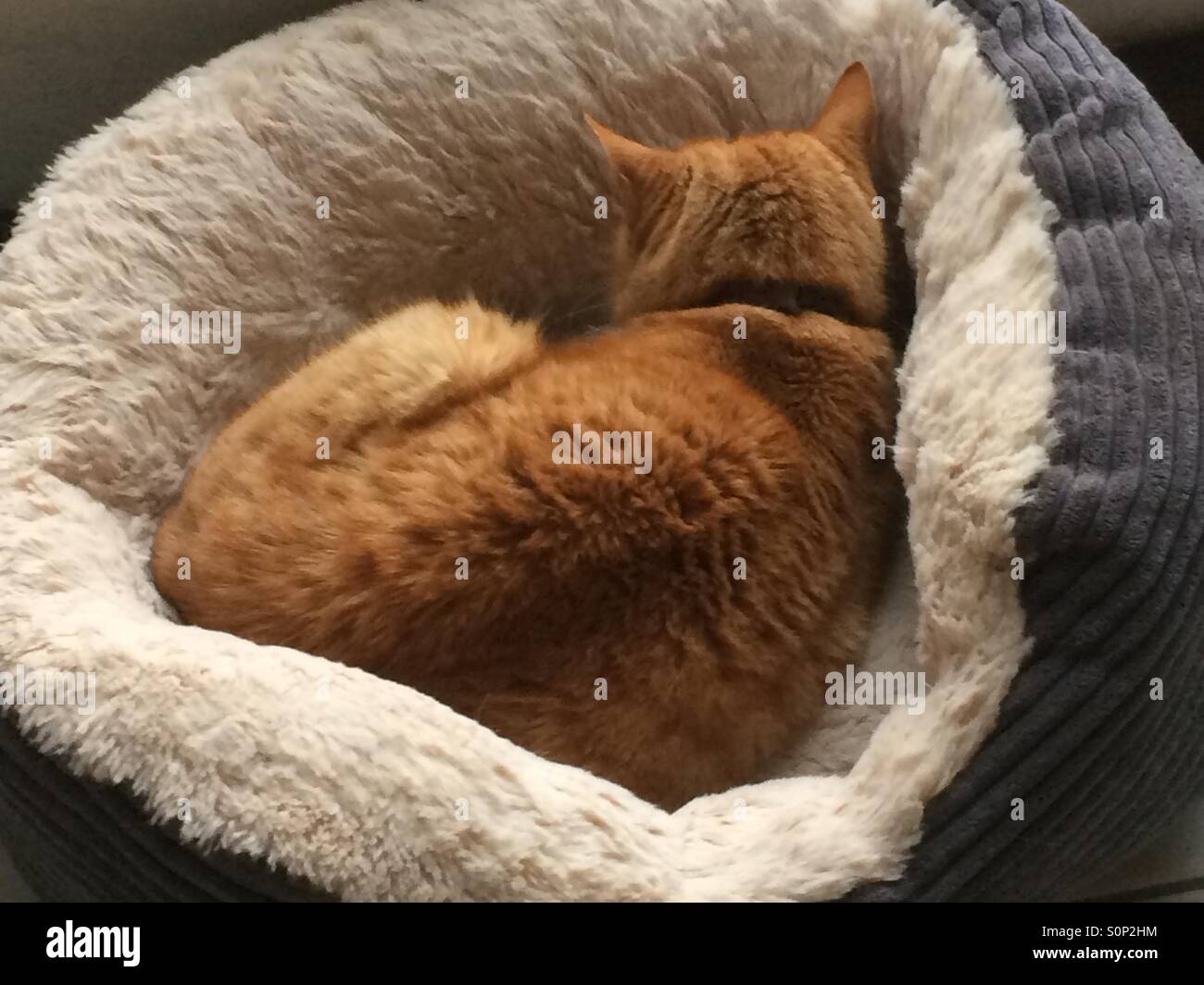 Sleeping cat ginger hi-res stock photography and images - Alamy