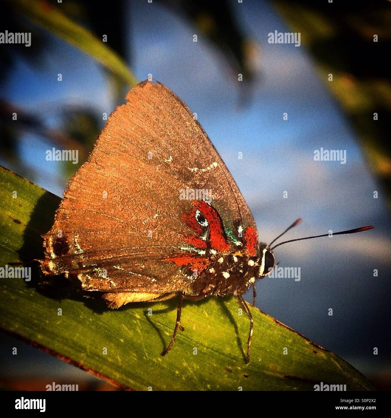 Ojo mariposa hi-res stock photography and images - Alamy