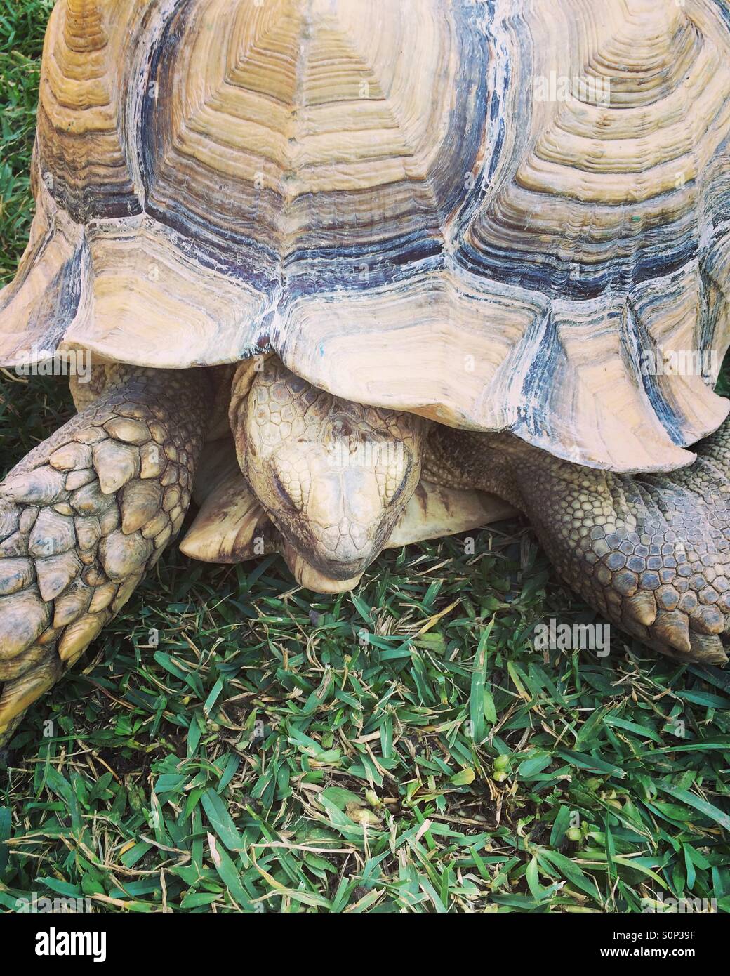 Ancient tortoise hi-res stock photography and images - Alamy