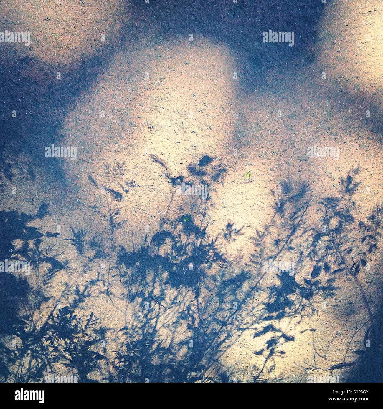 Shadow flowers hi-res stock photography and images - Alamy