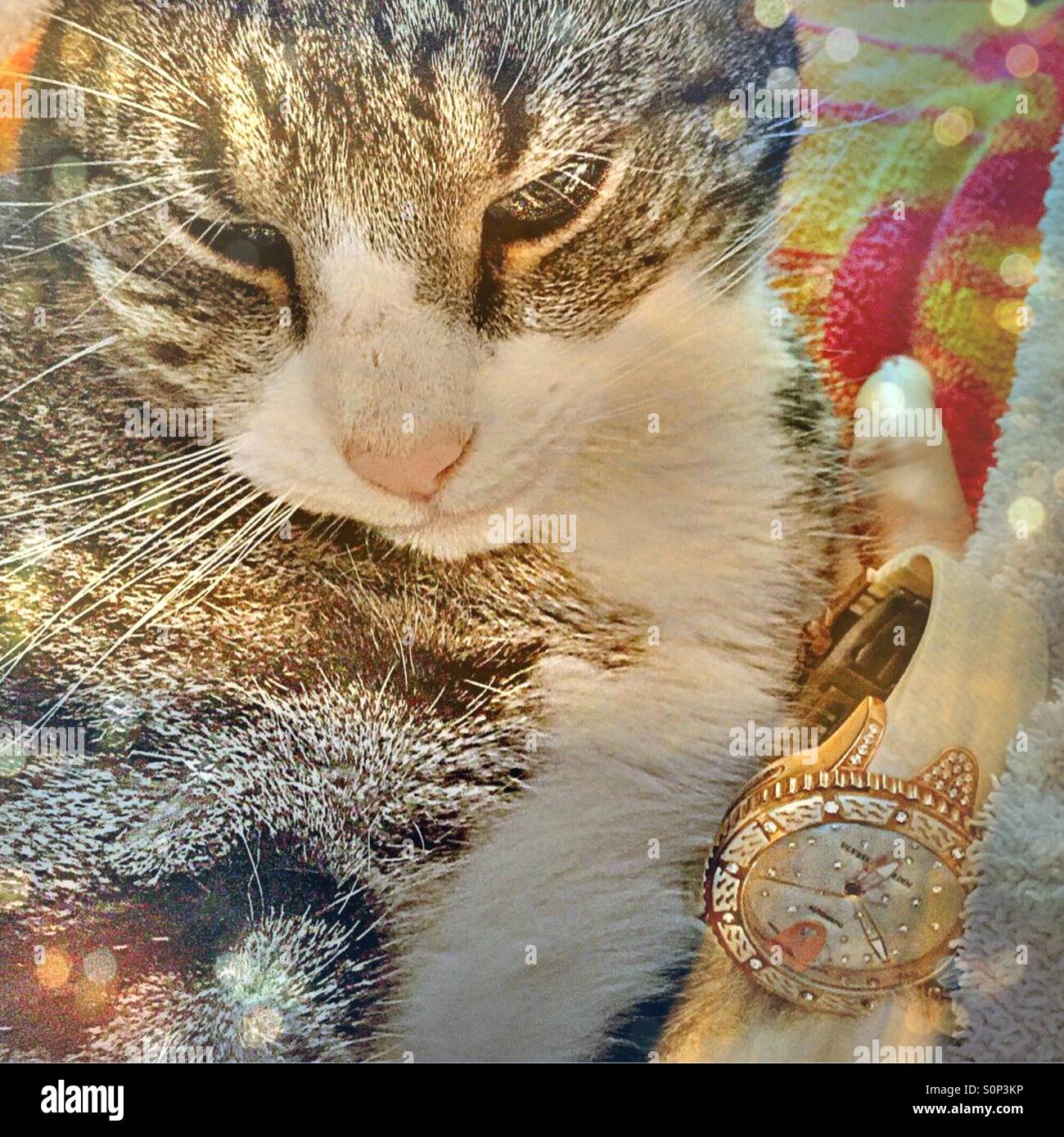 ..cat ulysses nardin Stock Photo - Alamy