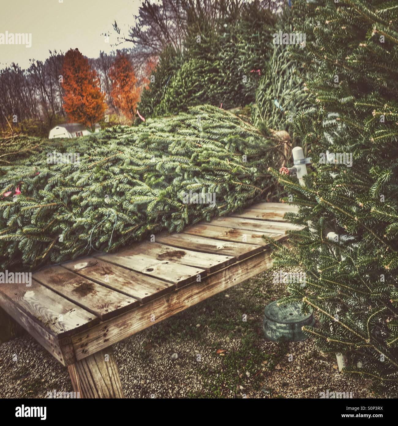 Real time tree hi-res stock photography and images - Alamy