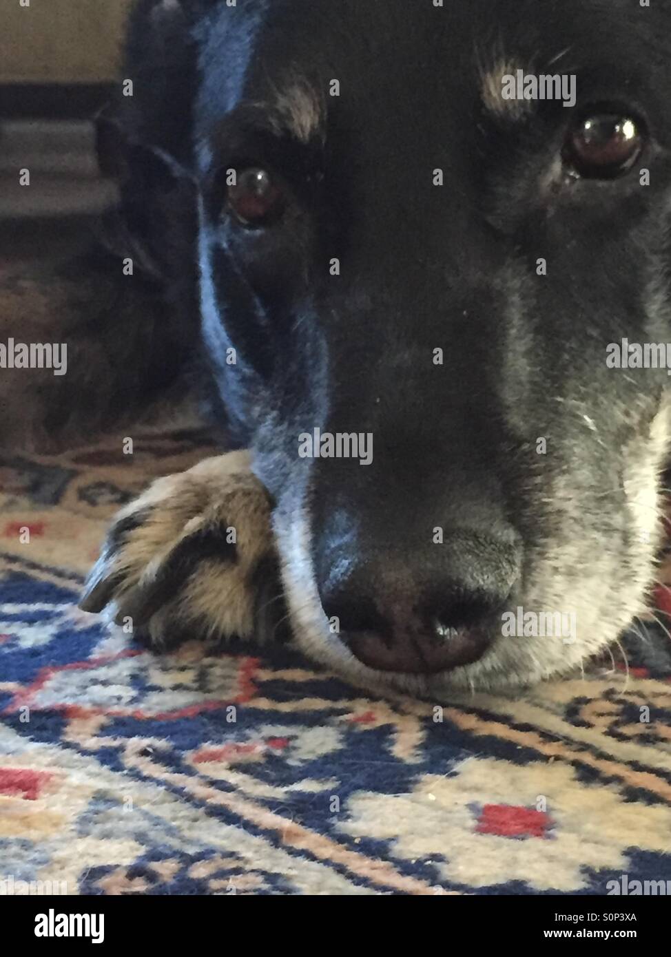 Artsy dog hi-res stock photography and images - Alamy