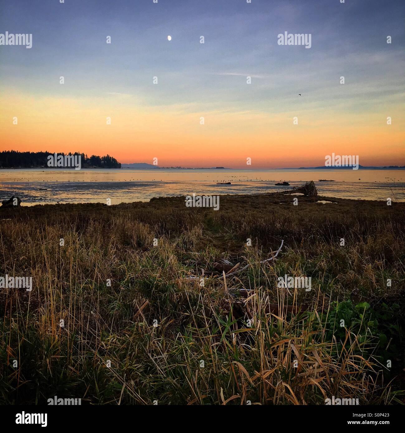 Comox valley hi-res stock photography and images - Alamy