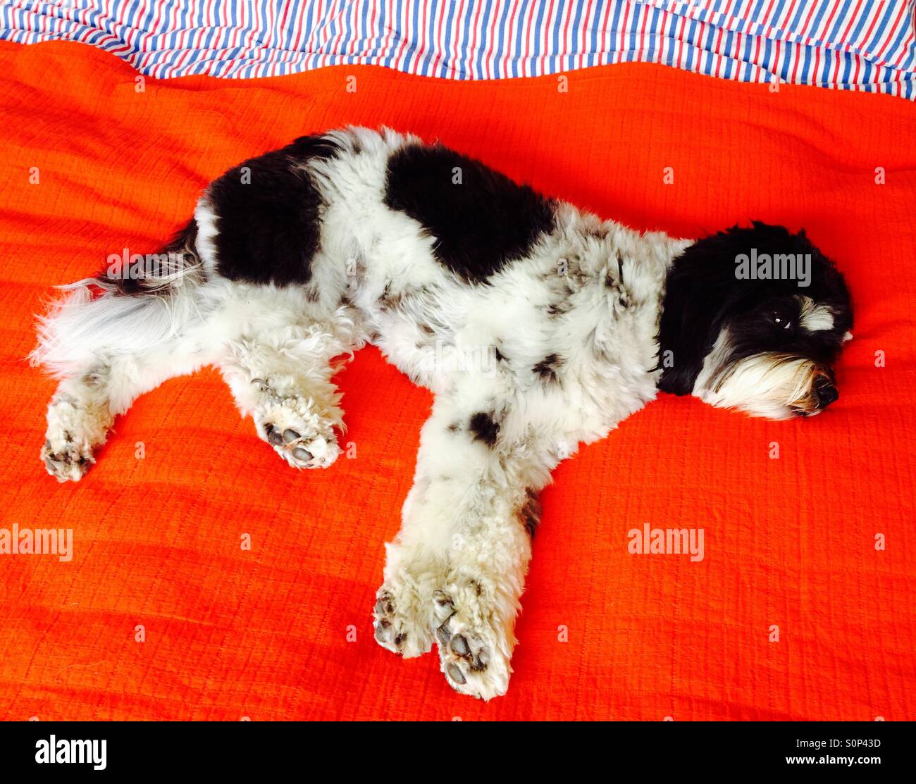 Pet dog laying on owners bed Stock Photo - Alamy