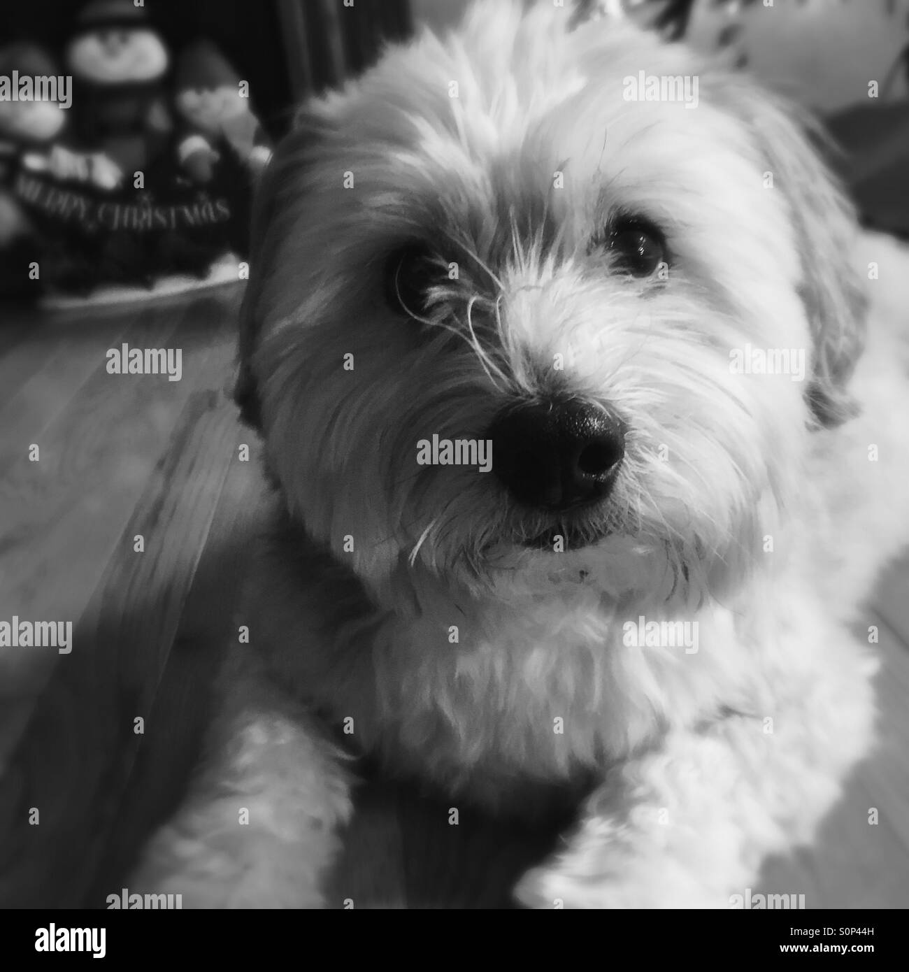 Sad eyed doggy Stock Photo - Alamy