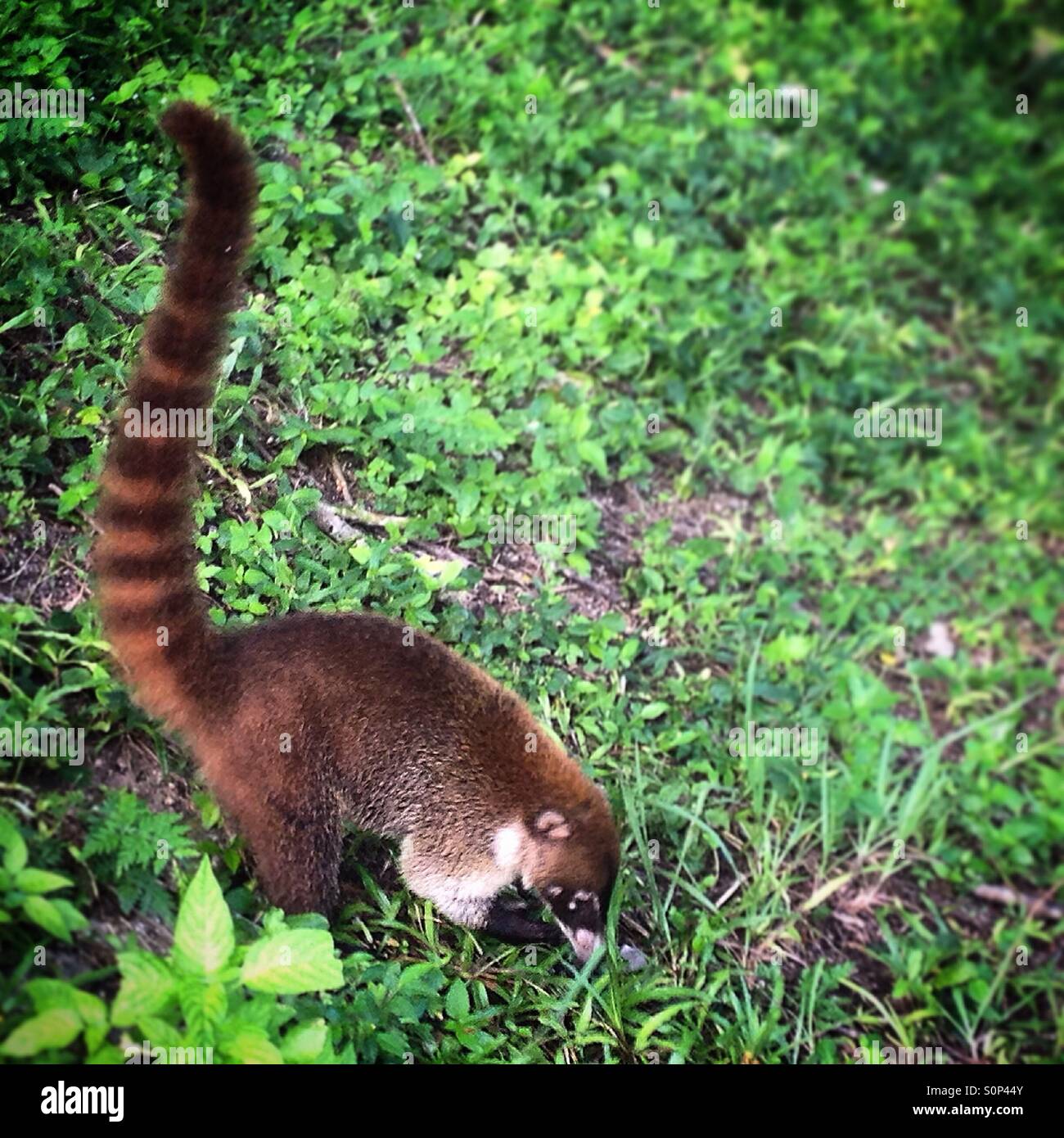 A pizote or coati in the Mayan city of Tikal, Peten, Guatemala Stock ...