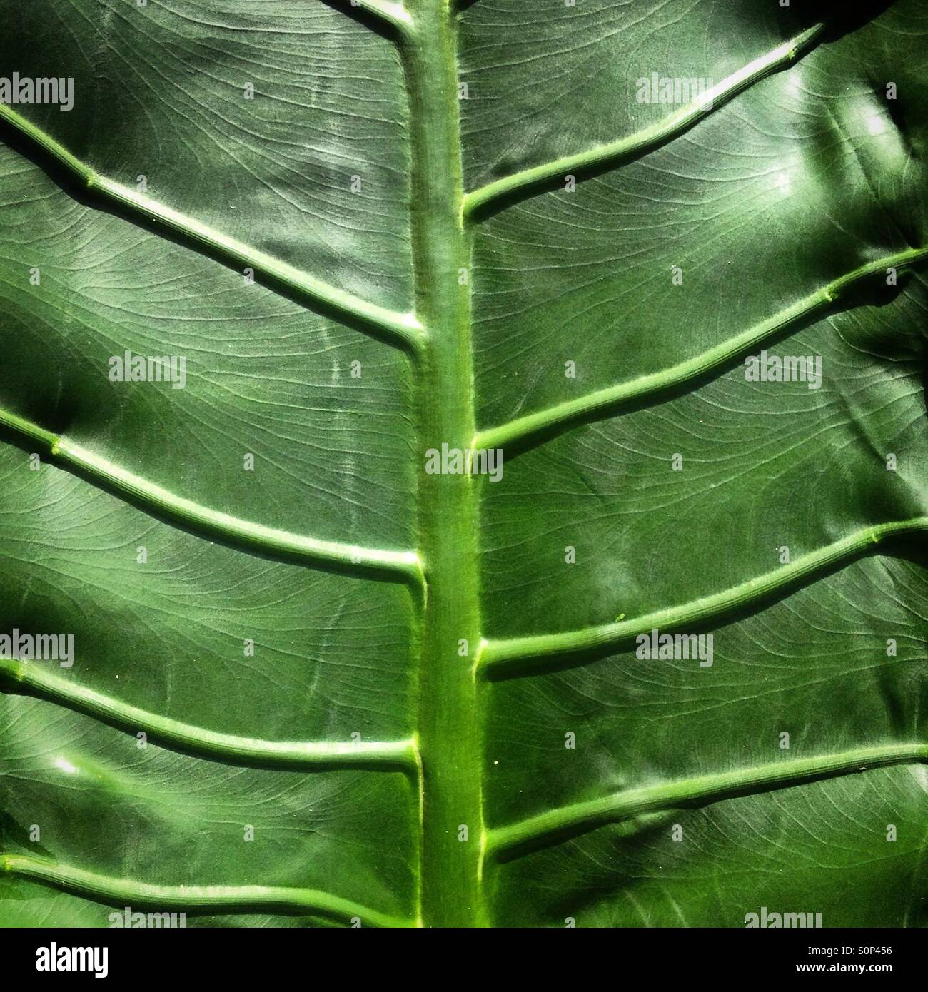 A green leaf in Bacalar, Quintana Roo, Yucatan, Mexico Stock Photo - Alamy