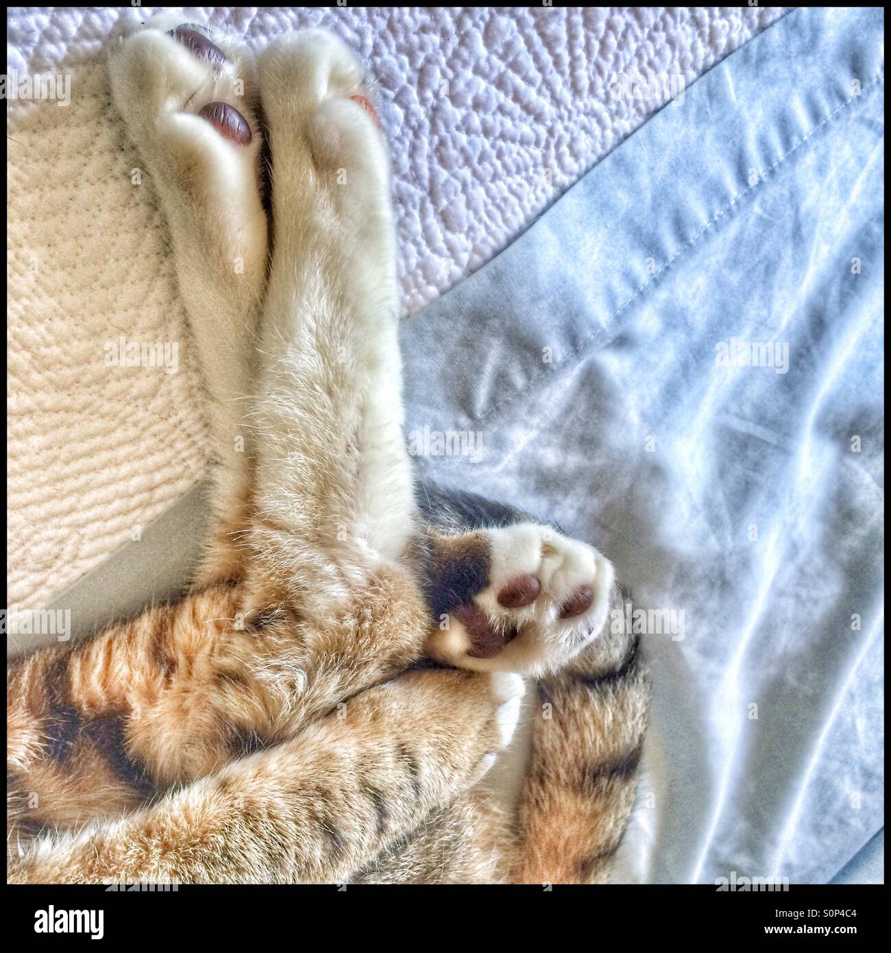 Cat's legs and paws Stock Photo - Alamy