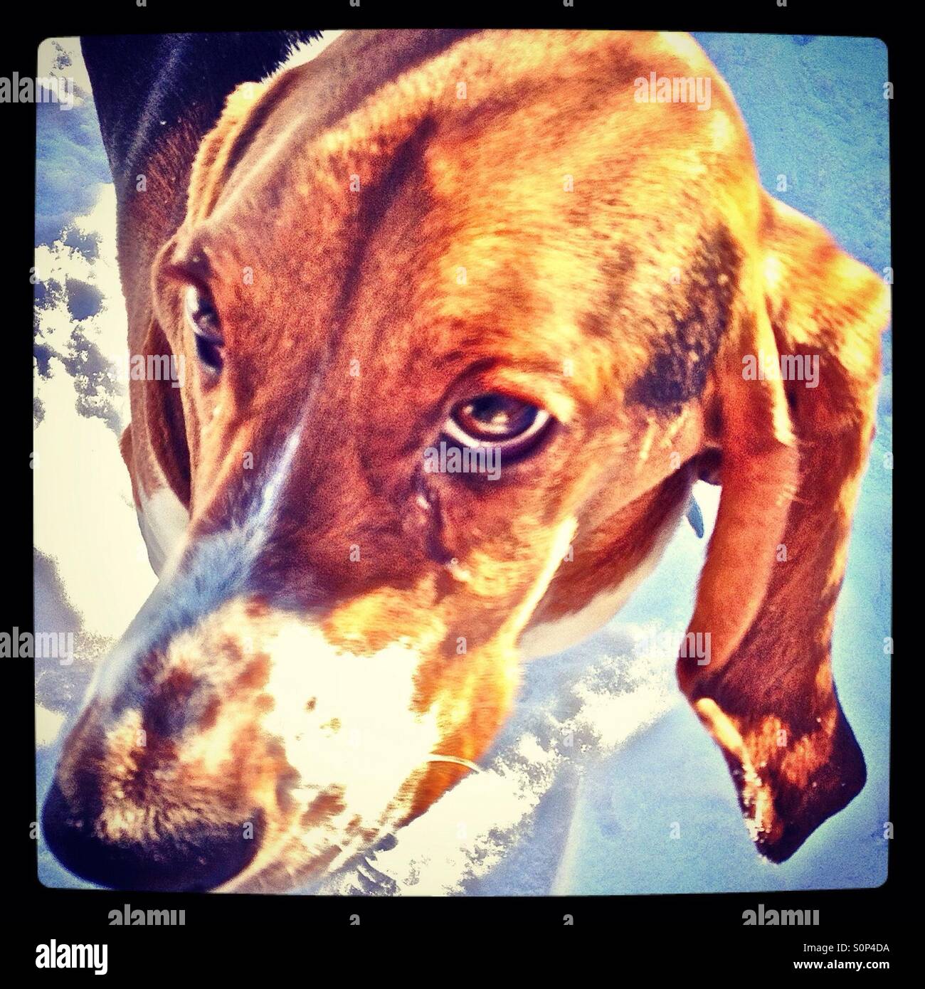 Droopy face hi-res stock photography and images - Alamy